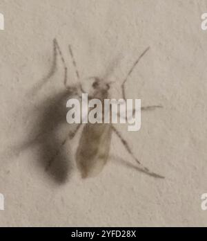 Phantom Midges (Chaoboridae Stock Photo - Alamy