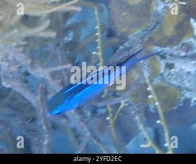Blue Chromis (Azurina cyanea Stock Photo - Alamy