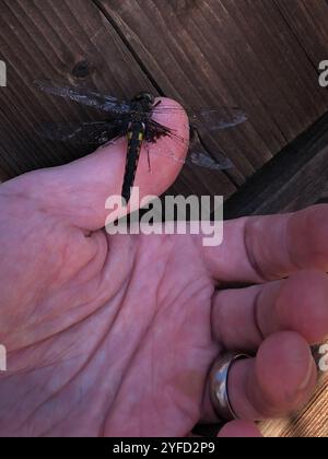 Common Baskettail (Epitheca cynosura Stock Photo - Alamy