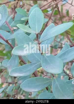 Dune Gwarrie (Euclea racemosa Stock Photo - Alamy