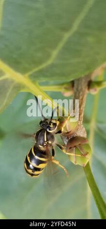 Alaska Yellowjacket (Vespula alascensis Stock Photo - Alamy