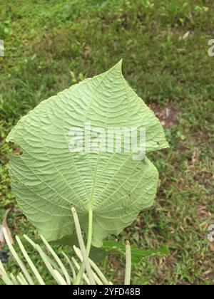 pariparoba (Piper peltatum Stock Photo - Alamy
