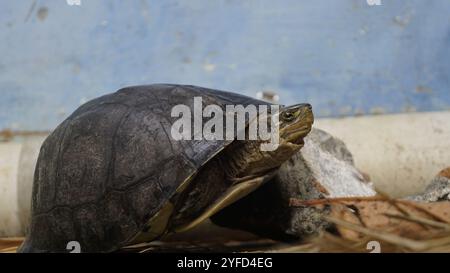 a turtle took its head out of the shell Stock Photo - Alamy
