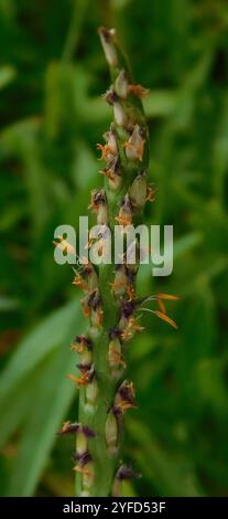 Saint Augustine grass (Stenotaphrum secundatum Stock Photo - Alamy