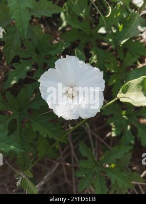 Alamo vine (Distimake dissectus Stock Photo - Alamy