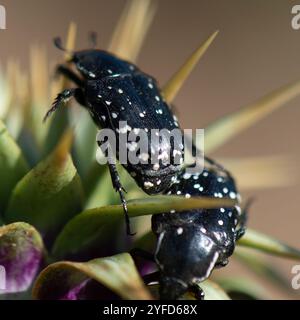 Middle Eastern Flower Scarab (Oxythyrea cinctella Stock Photo - Alamy