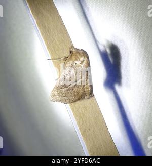 Nason's Slug Moth (Natada nasoni Stock Photo - Alamy