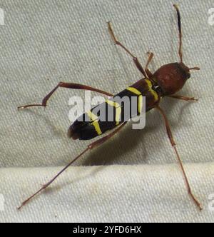 Red-headed Ash Borer (Neoclytus acuminatus Stock Photo - Alamy