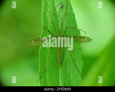 Band-winged Crane Fly (Epiphragma fasciapenne), Insecta, Page County ...