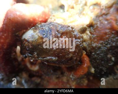 Wrinkled Rock Clam (Entodesma navicula Stock Photo - Alamy