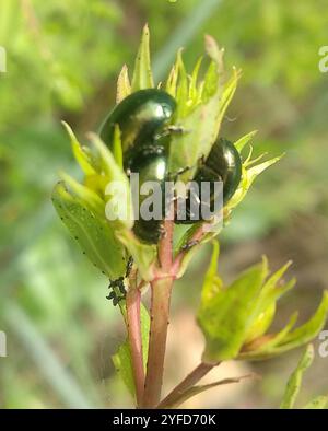 Saint John's Wort Beetle (Chrysolina hyperici Stock Photo - Alamy