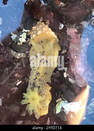 Monterey Dorid (Doris montereyensis Stock Photo - Alamy