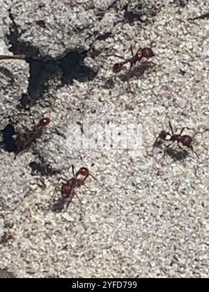 Florida Harvester Ant (Pogonomyrmex badius Stock Photo - Alamy