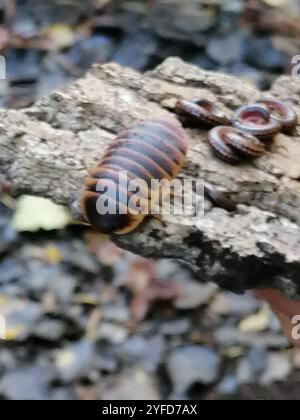 Cape Mountain Cockroach (Aptera fusca Stock Photo - Alamy