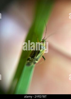 handsome plant bug (Harpocera thoracica Stock Photo - Alamy