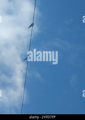 Eastern Welcome Swallow (Hirundo neoxena neoxena Stock Photo - Alamy