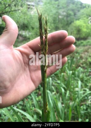 eastern gamagrass (Tripsacum dactyloides Stock Photo - Alamy