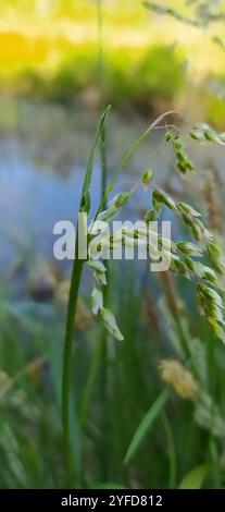 bison grass (Anthoxanthum nitens Stock Photo - Alamy