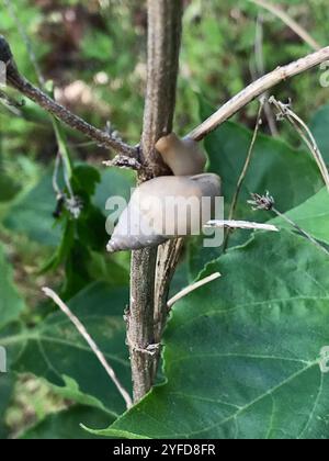 Prairie Rabdotus (Rabdotus mooreanus Stock Photo - Alamy