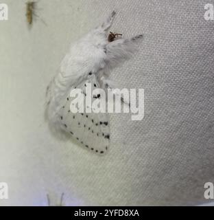 Dot-lined White (Artace cribrarius Stock Photo - Alamy