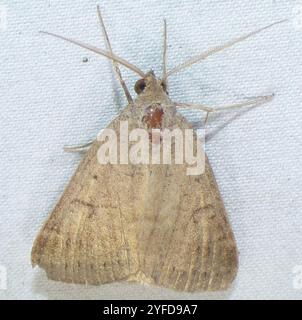 Vetch Looper Moth (Caenurgia chloropha Stock Photo - Alamy