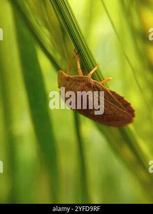 southern broad-bellied bug (Eurygaster austriaca Stock Photo - Alamy