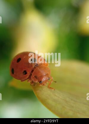 Bryony Ladybird (Henosepilachna argus Stock Photo - Alamy