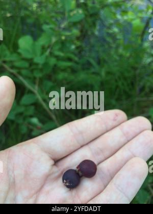Running Serviceberry (Amelanchier stolonifera Stock Photo - Alamy