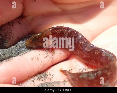 High Cockscomb (Anoplarchus purpurescens Stock Photo - Alamy