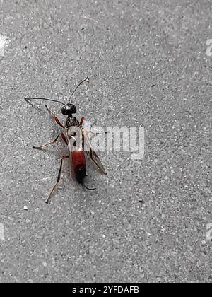 Aulacid Wasps (Aulacidae Stock Photo - Alamy