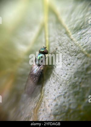 Black-horned Gem Fly (Microchrysa polita Stock Photo - Alamy