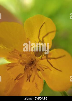 Triangle Crab Spider (Ebrechtella tricuspidata Stock Photo - Alamy