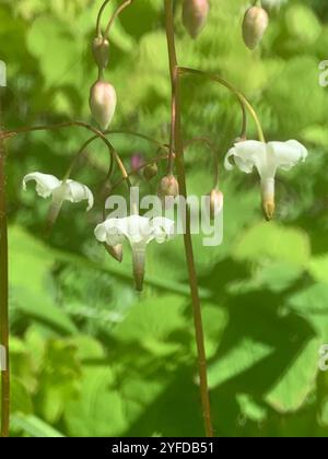 White Inside-out Flower (Vancouveria hexandra Stock Photo - Alamy
