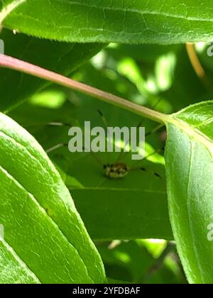 Eastern Harvestman (Leiobunum vittatum Stock Photo - Alamy