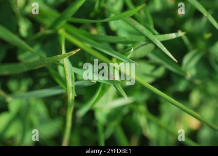 Constricted Leafhopper (Agallia constricta Stock Photo - Alamy