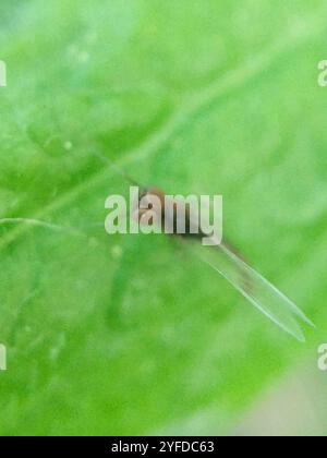 Small Mayflies (Baetidae Stock Photo - Alamy