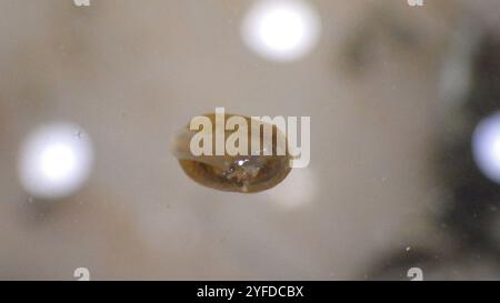 Freshwater Limpets (Ancylinae Stock Photo - Alamy