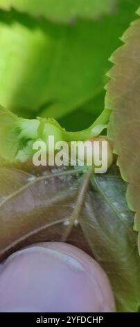 Lime Leaf-stalk Gall-midge (Contarinia tiliarum Stock Photo - Alamy
