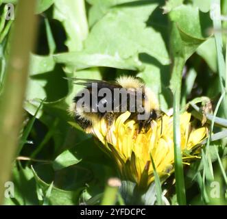 (Bombus flavidus flavidus Stock Photo - Alamy