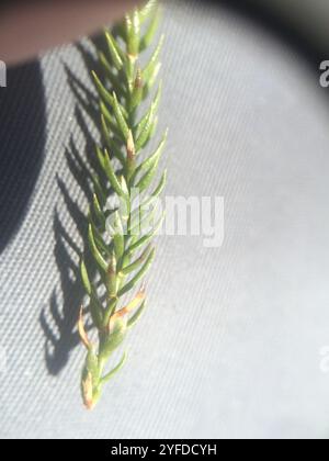 Hickey's tree-clubmoss (Dendrolycopodium hickeyi Stock Photo - Alamy