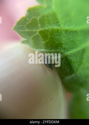 True Hoppers (Auchenorrhyncha Stock Photo - Alamy