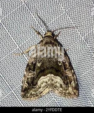 Large Mossy Glyph (Protodeltote muscosula Stock Photo - Alamy