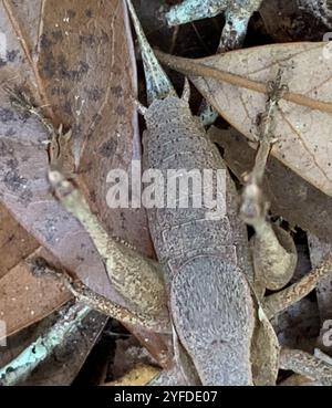 Eastern Shieldbacks (Atlanticus Stock Photo - Alamy