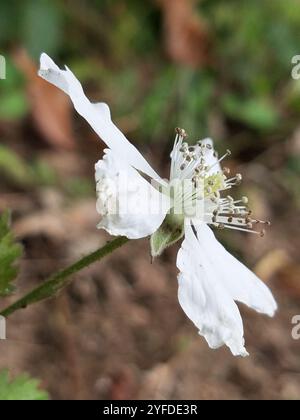Pennsylvania Blackberry (Rubus pensilvanicus Stock Photo - Alamy