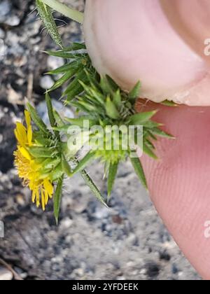 Common Spikeweed (Centromadia pungens pungens Stock Photo - Alamy