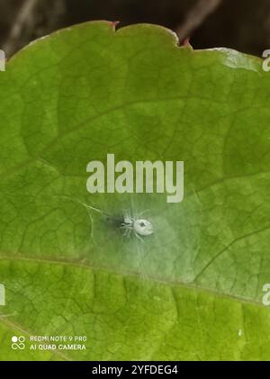 Bleeding Heart Spider (Nigma puella Stock Photo - Alamy