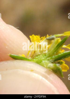 smooth tarplant (Centromadia pungens laevis Stock Photo - Alamy
