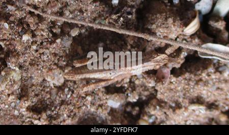 Shieldback Locusts (Pamphagidae Stock Photo - Alamy