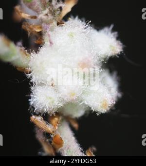 Wool Sower Gall (Callirhytis seminator) - DuPont State Recreational ...