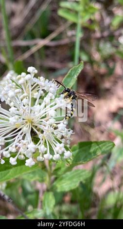 Club-horned Wasps (Sapygidae Stock Photo - Alamy